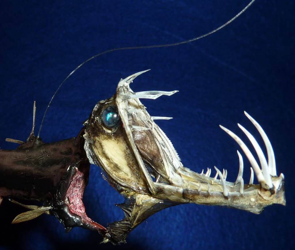 10 of the Ugliest Fish in the Ocean (with Pics) - Ocean Info