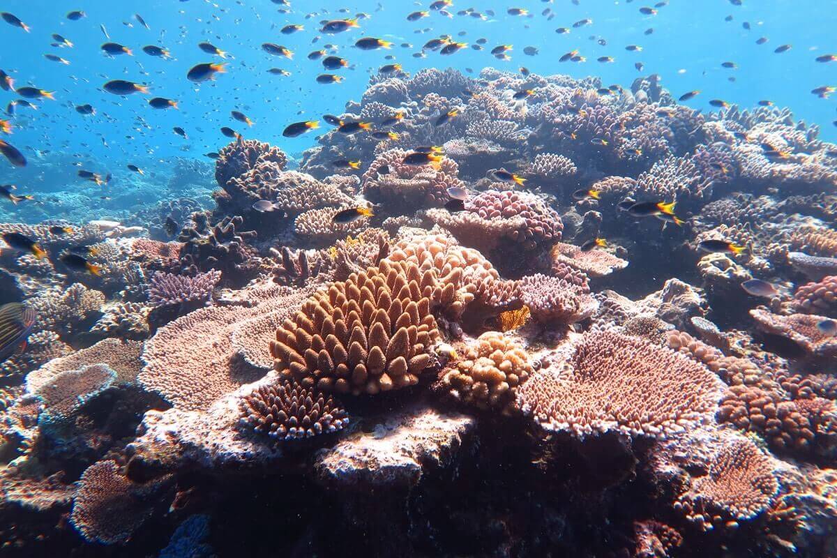 What is Ocean Acidification? (All You Need to Know) - Ocean Info
