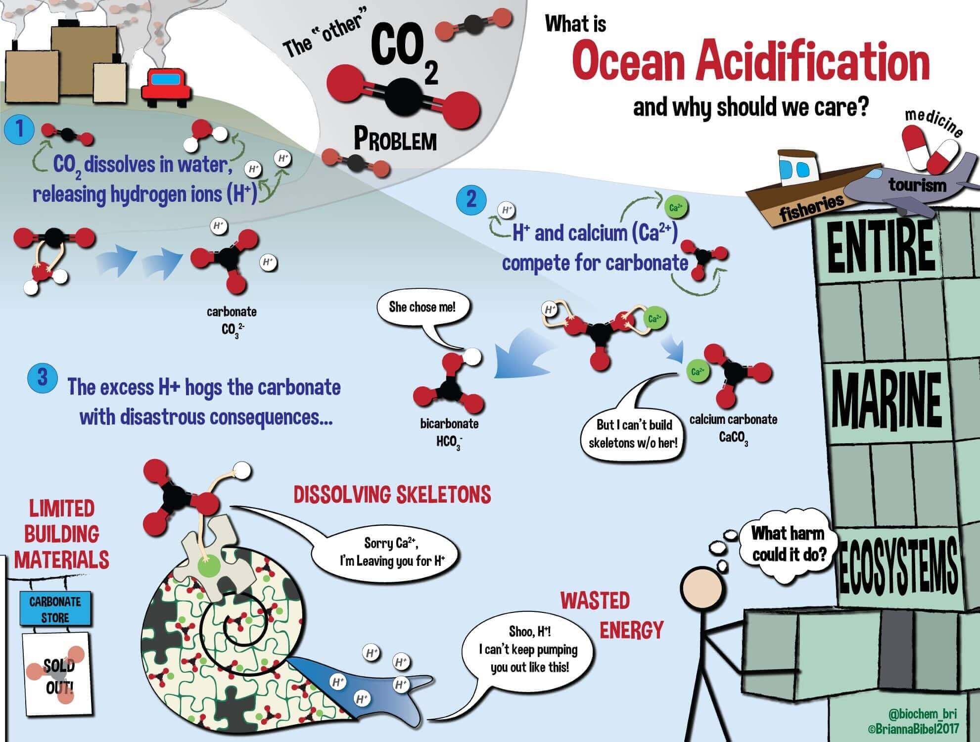 What is Ocean Acidification? (All You Need to Know) - Ocean Info