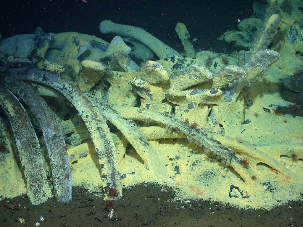Whale Fall Ecosystems: A Deep Ocean Oasis - Ocean Info