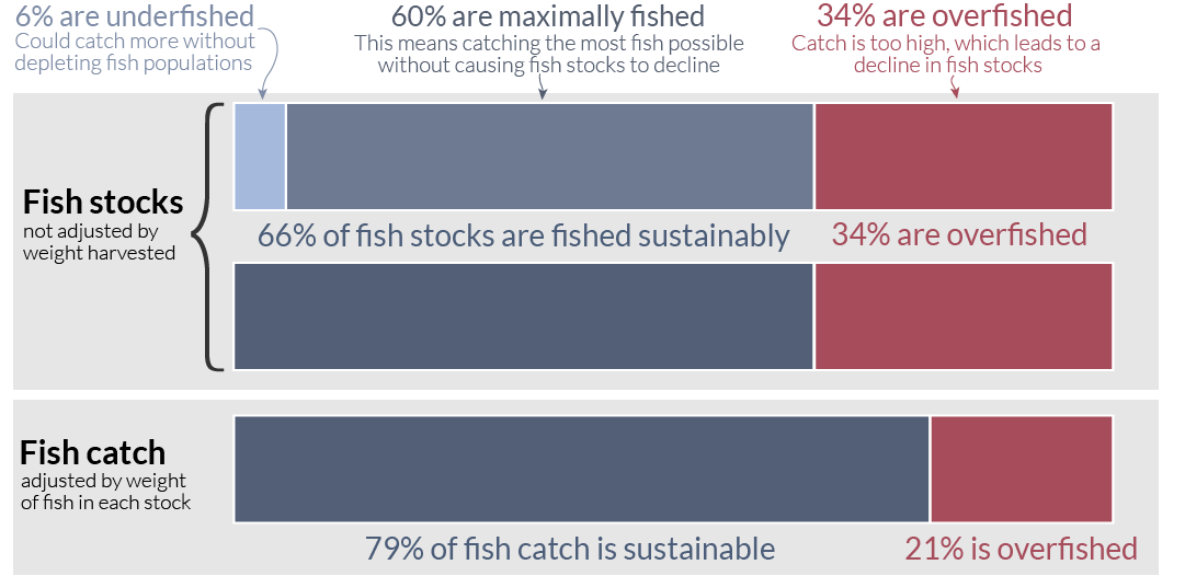 What is Overfishing? Causes, Effects, Facts, and Solutions