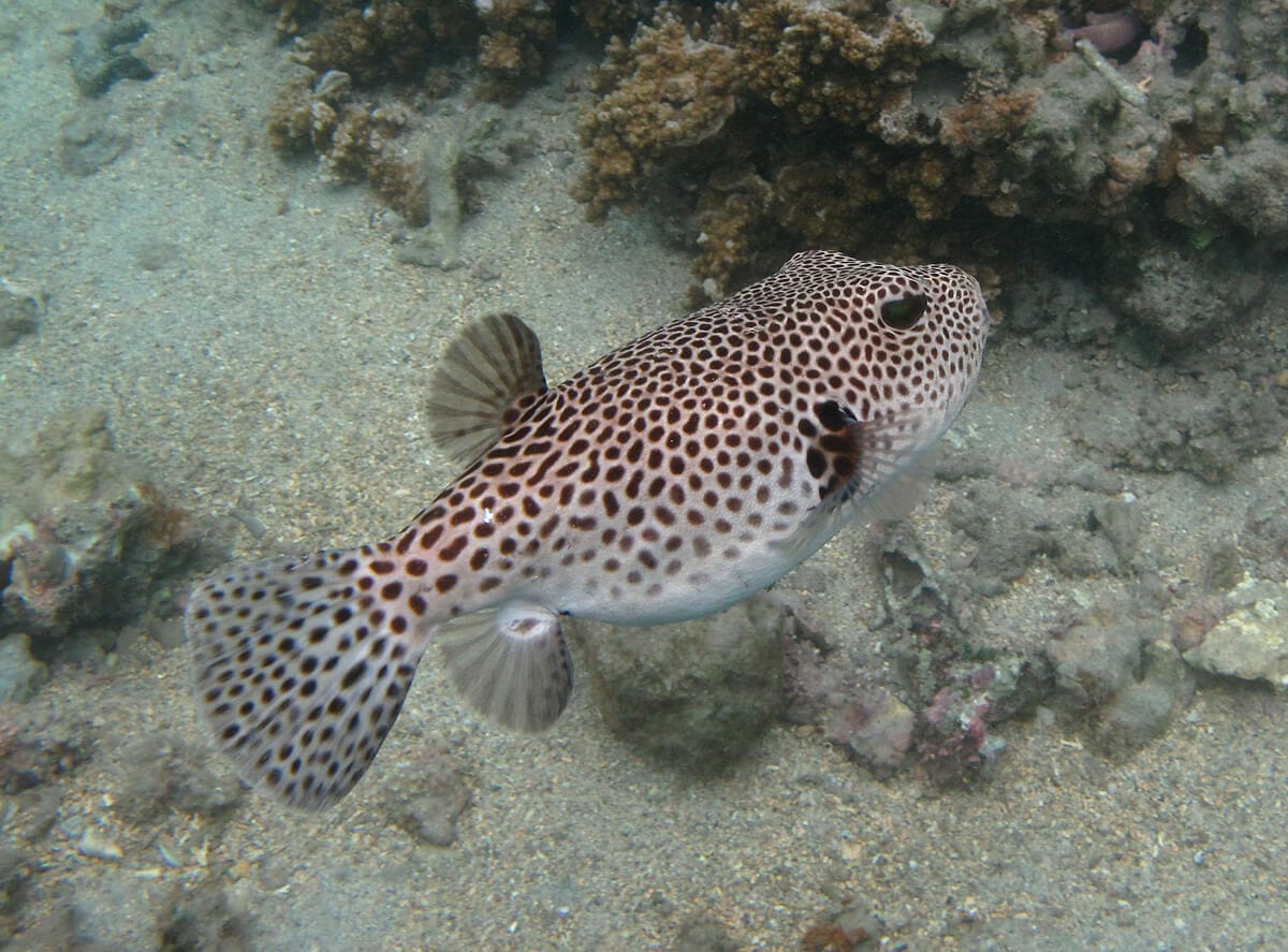 Pufferfish (family Tetraodontidae) - Ocean Info