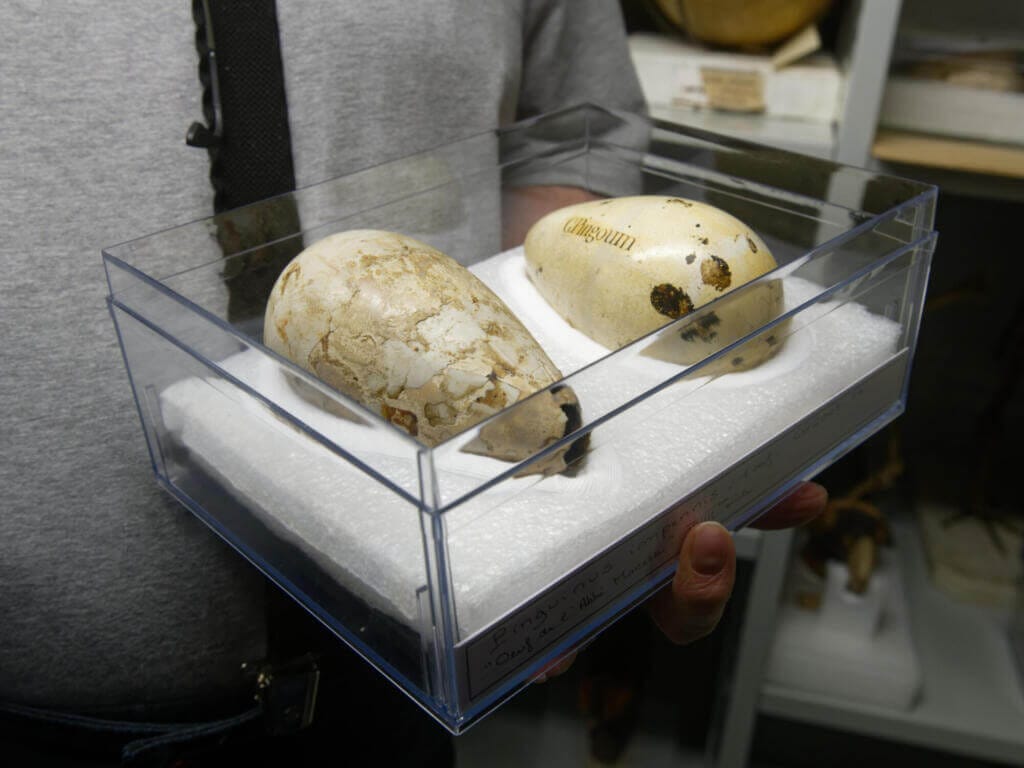 The Great Auk - Ocean Info