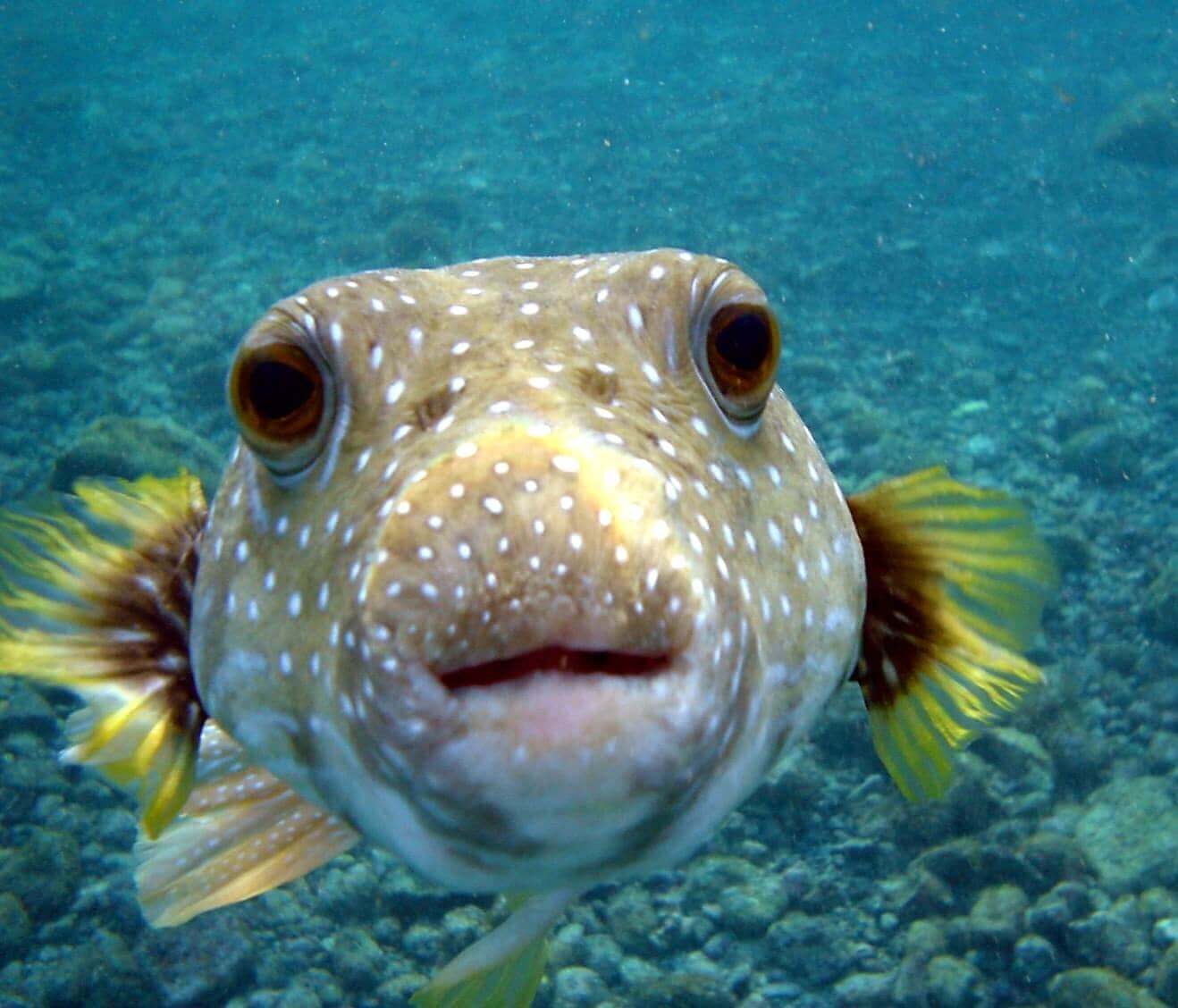 Pufferfish - Ocean Info