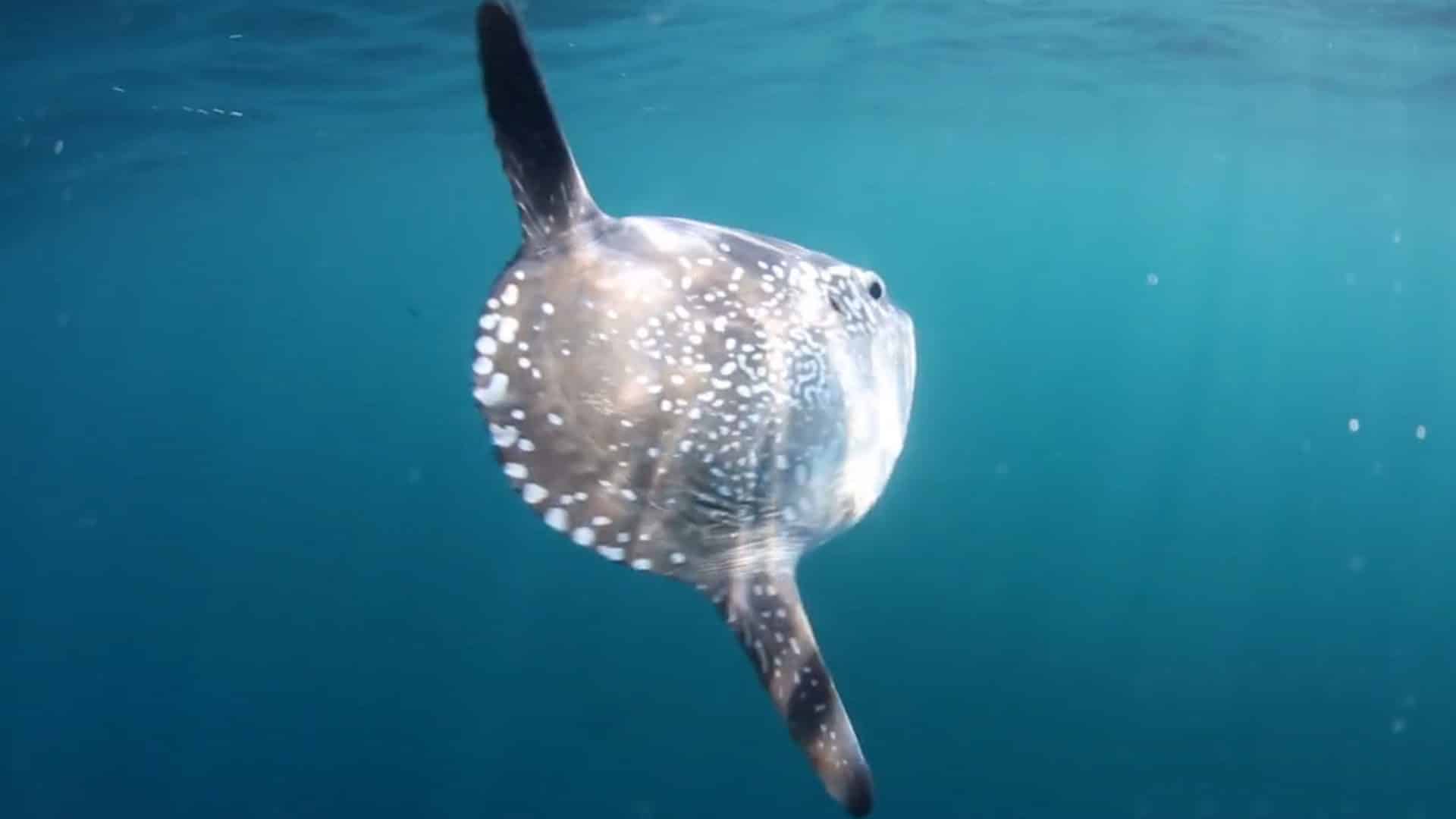 Top 10 Largest Fish in the Ocean 🐟 - Ocean Info