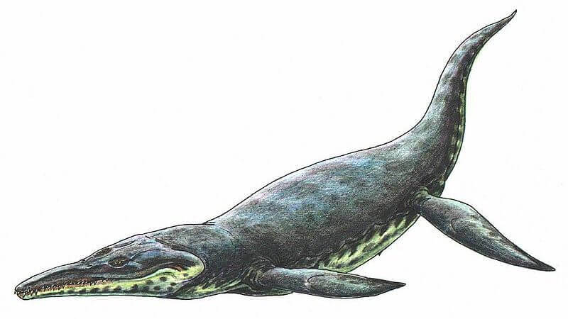 10 Incredible Prehistoric Sea Creatures Worth Exploring