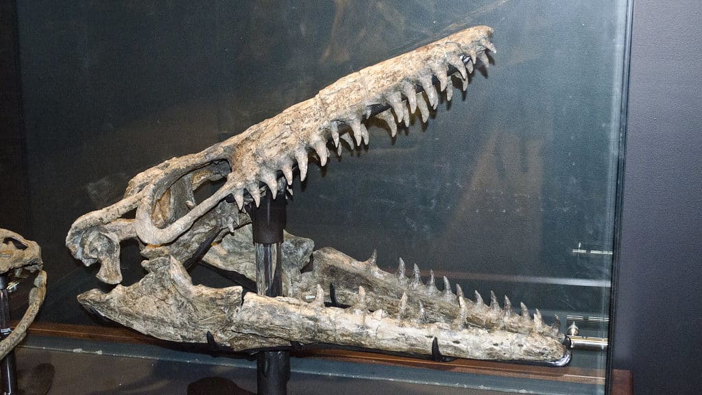 10 Incredible Prehistoric Sea Creatures Worth Exploring