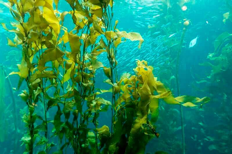 Kelp Ocean Plant kelp 1 - Ocean Info