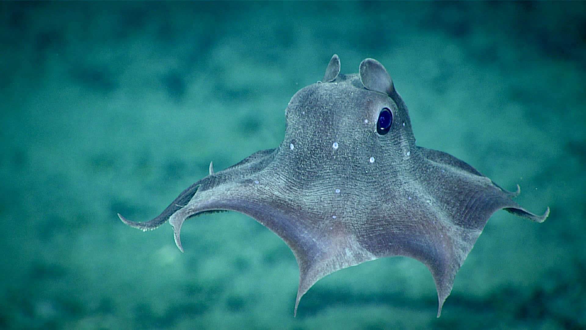Dumbo Octopus (Grimpoteuthis genus) - Ocean Info