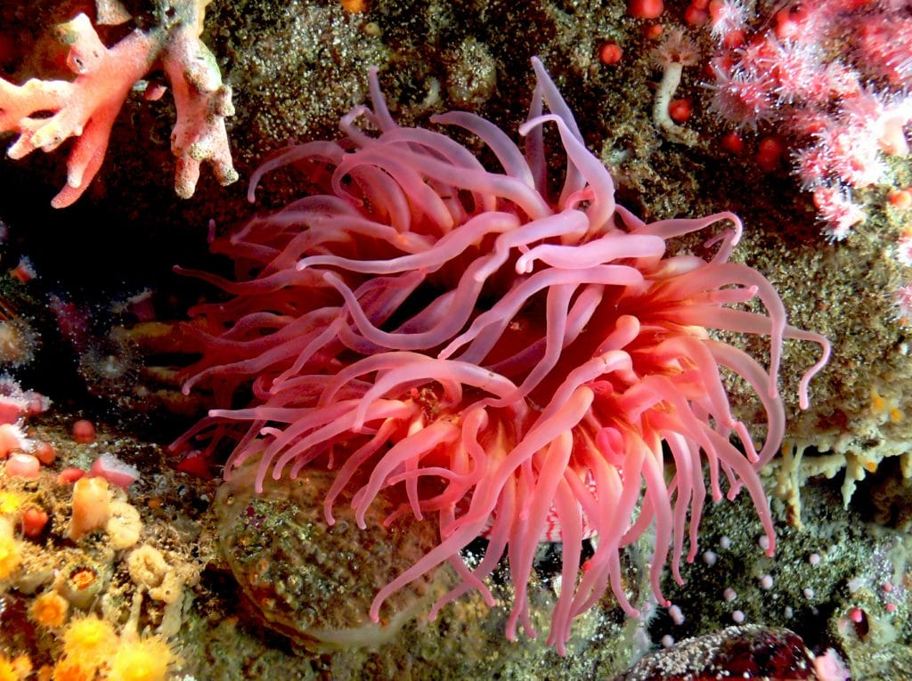 Sea Anemone Ocean Plant - Ocean Info