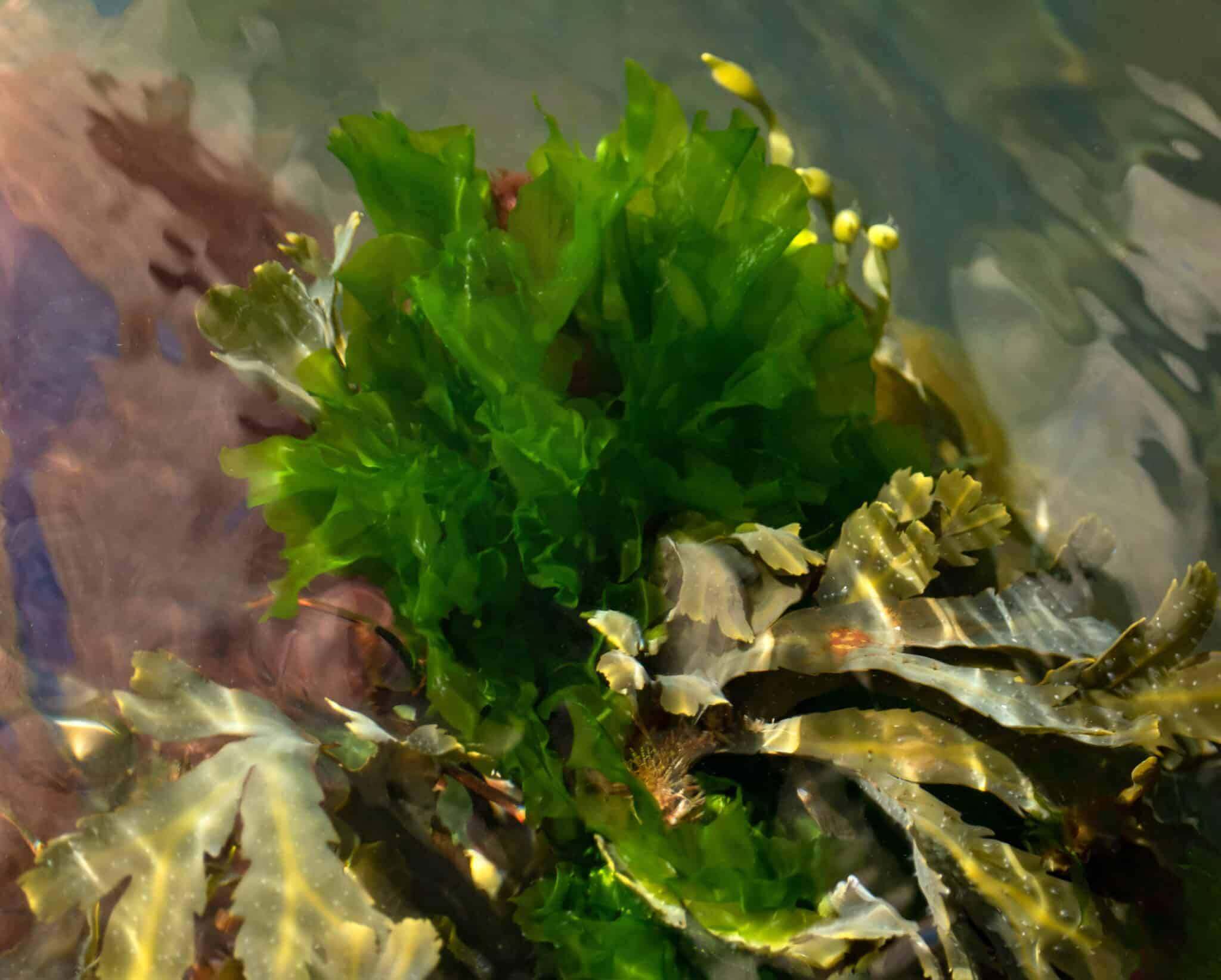 Sea Lettuce - The Ocean Green Algae - Ocean Info 1