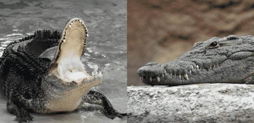 Alligator vs Crocodile: Key Differences - Ocean Info