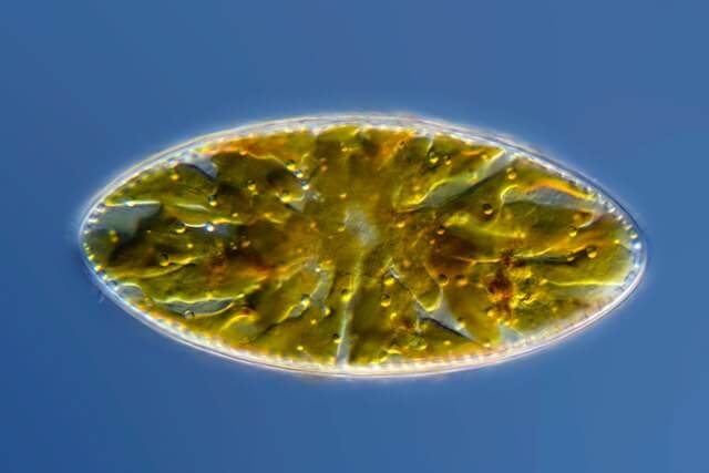 Phytoplankton: The Plants of the Sea - Ocean Info