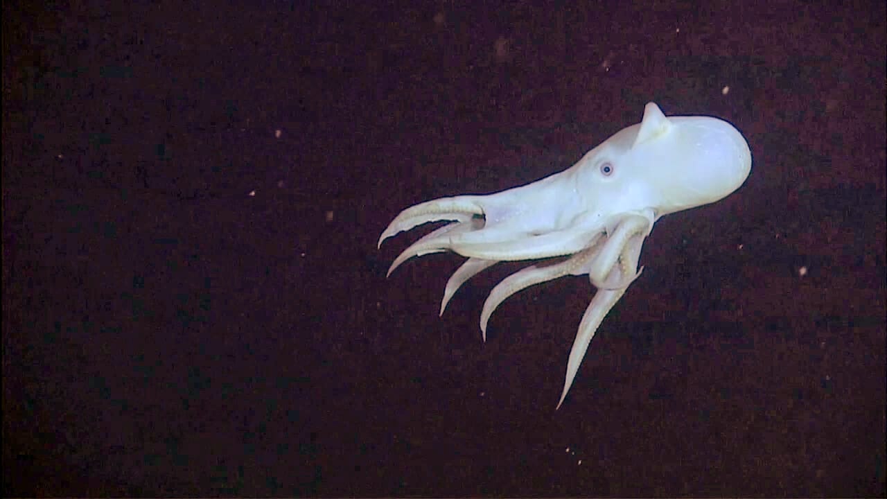Dumbo Octopus (Grimpoteuthis genus) - Ocean Info