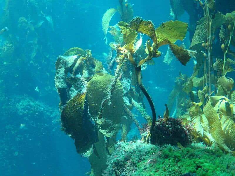 Kelp Ocean Plant kelp 1 - Ocean Info