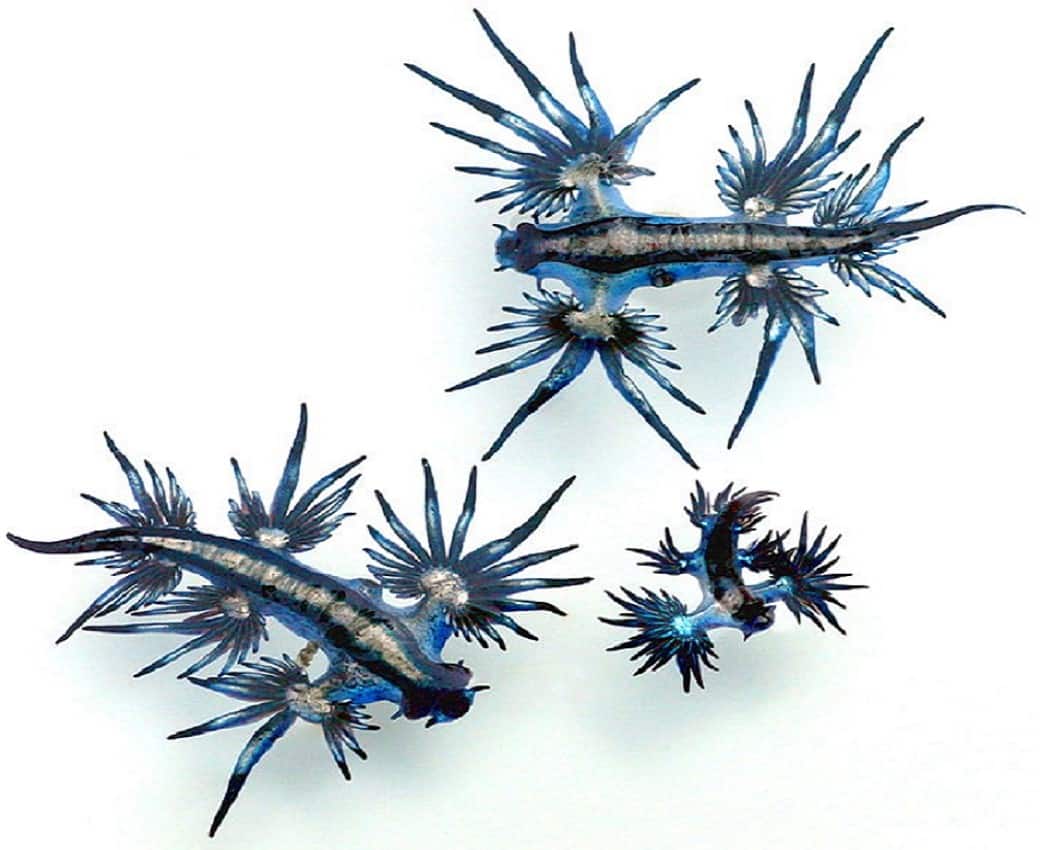 Blue Glaucus (Glaucus atlanticus) - Ocean Info