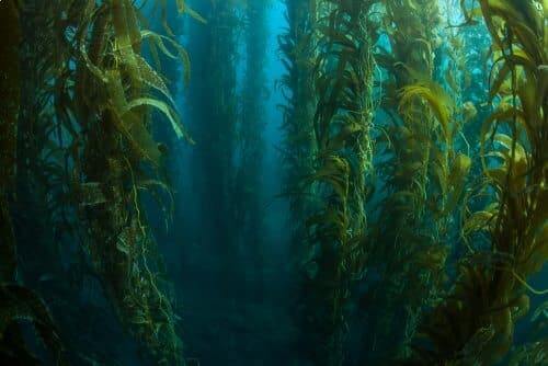 Seaweed: A Potential Solution to Climate Change - Ocean Info