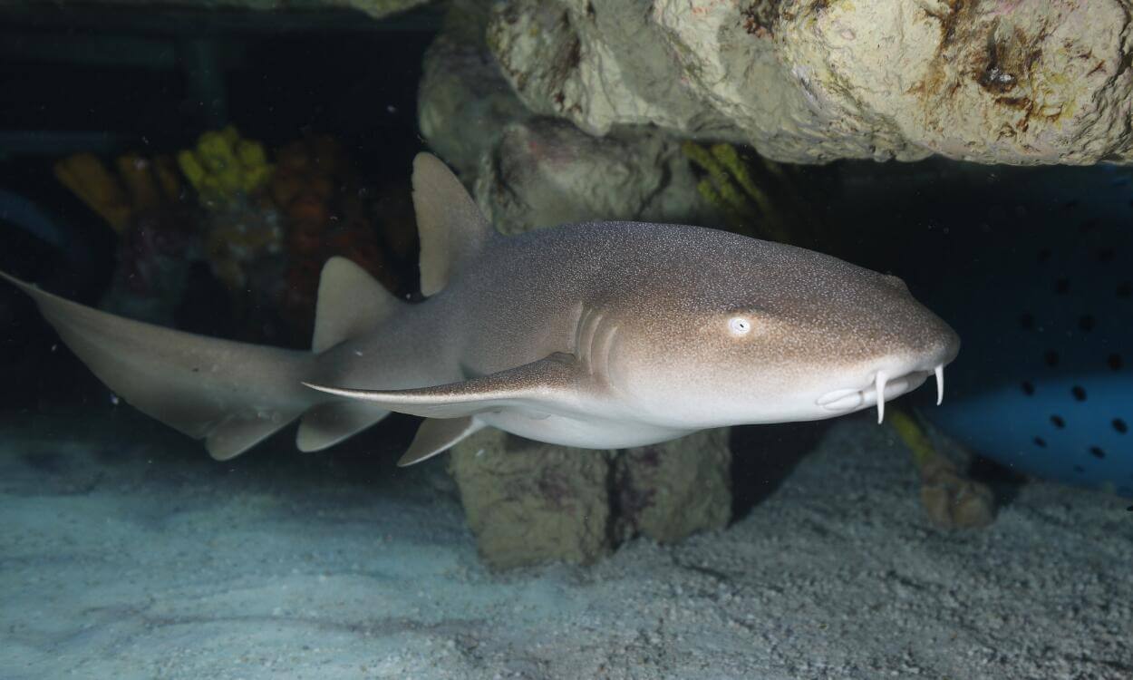 Nurse Shark - Ocean Info