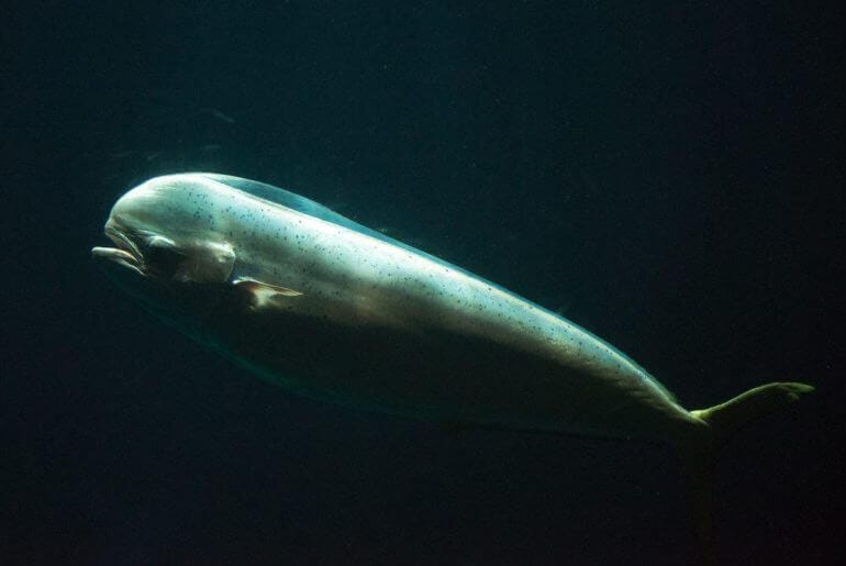 Top 10 Fastest Sea Animals - Ocean Info