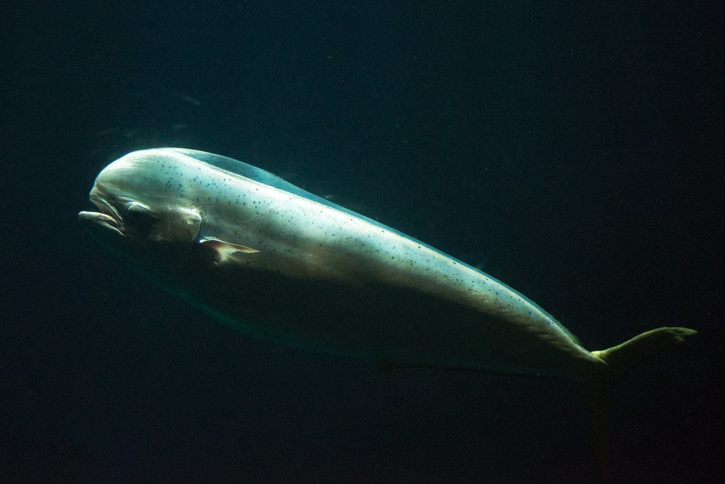 Mahi-Mahi: The Beautiful and Unique Dolphin Fish - Ocean Info