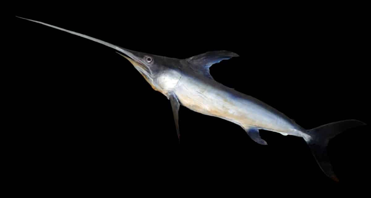 Swordfish (Xiphias gladius) - Ocean Info