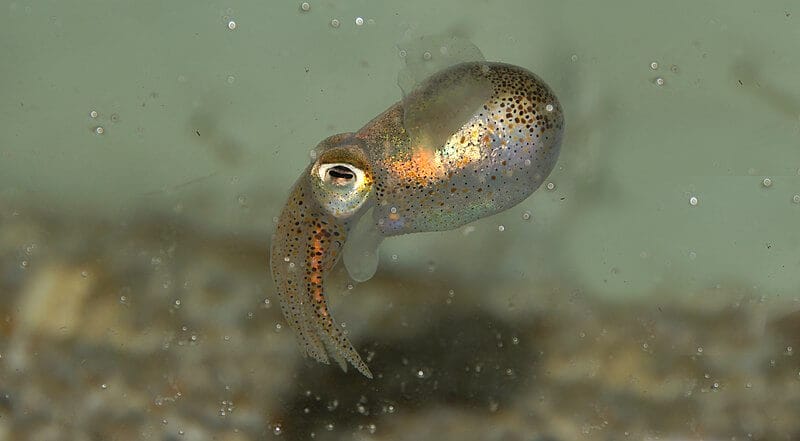 10 of the Smallest Ocean Animals - Ocean Info