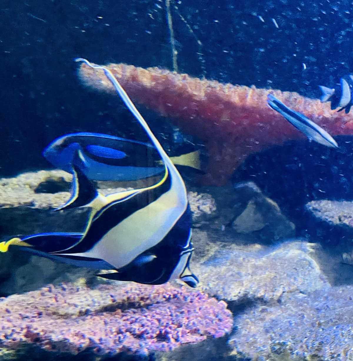 Finding Nemo: 16 Incredible Real Life Species - Ocean Info