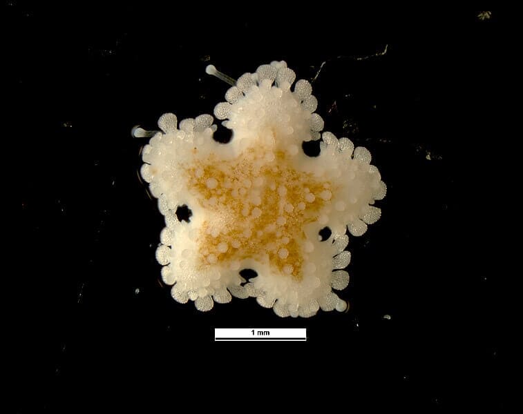 10 of the Smallest Ocean Animals - Ocean Info