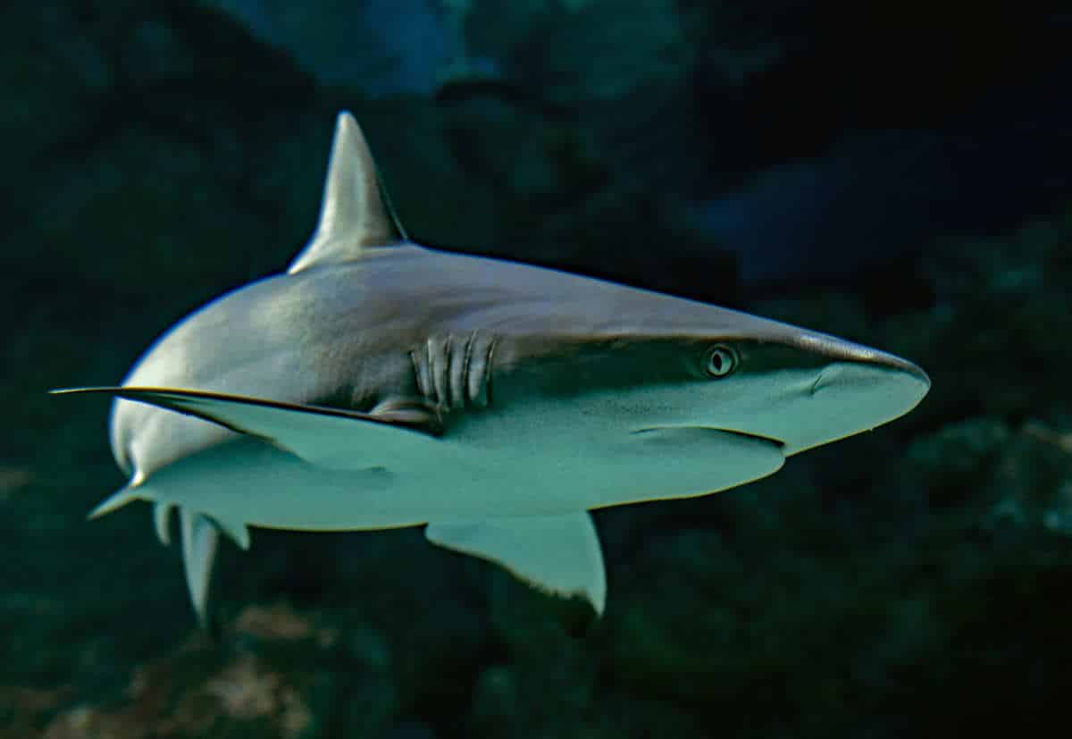 8 Reasons Sharks are the Ultimate Ocean Predator - Ocean Info