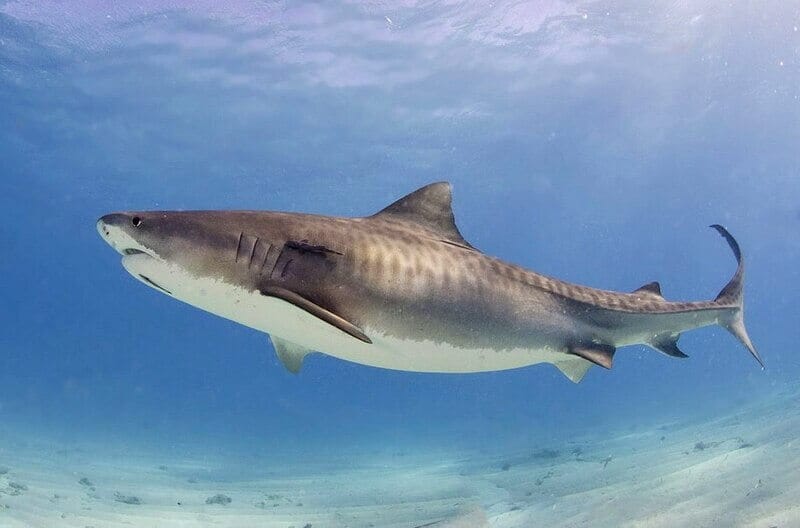 8 Reasons Sharks are the Ultimate Ocean Predator - Ocean Info