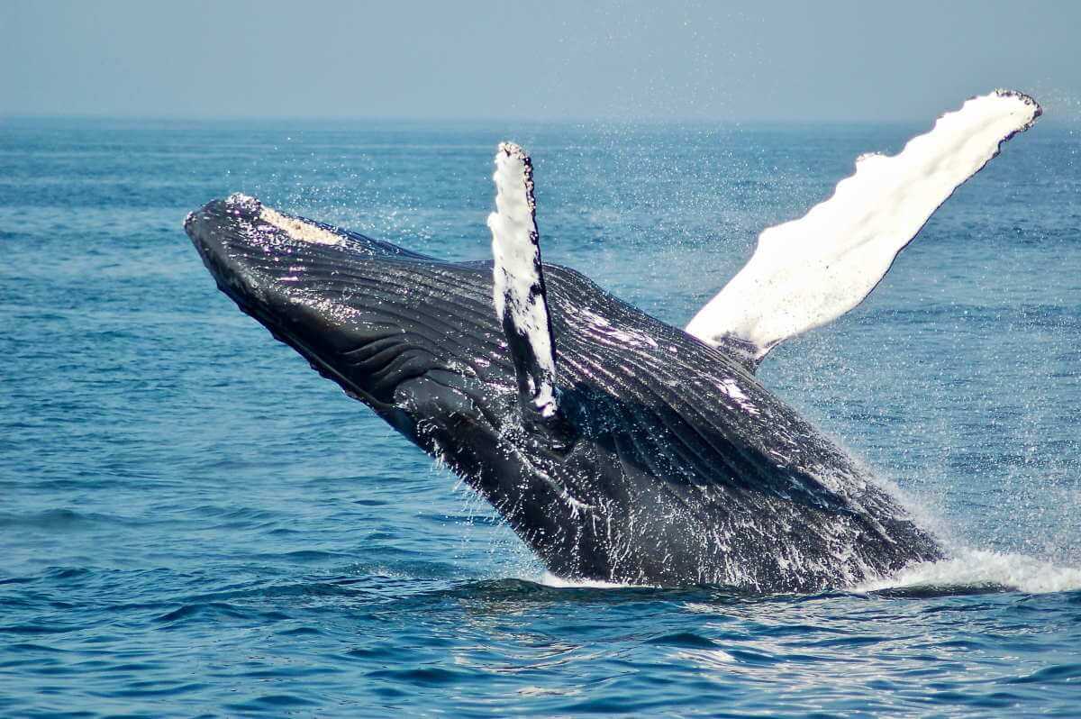 Blue Whale (Balaenoptera musculus) - Ocean Info