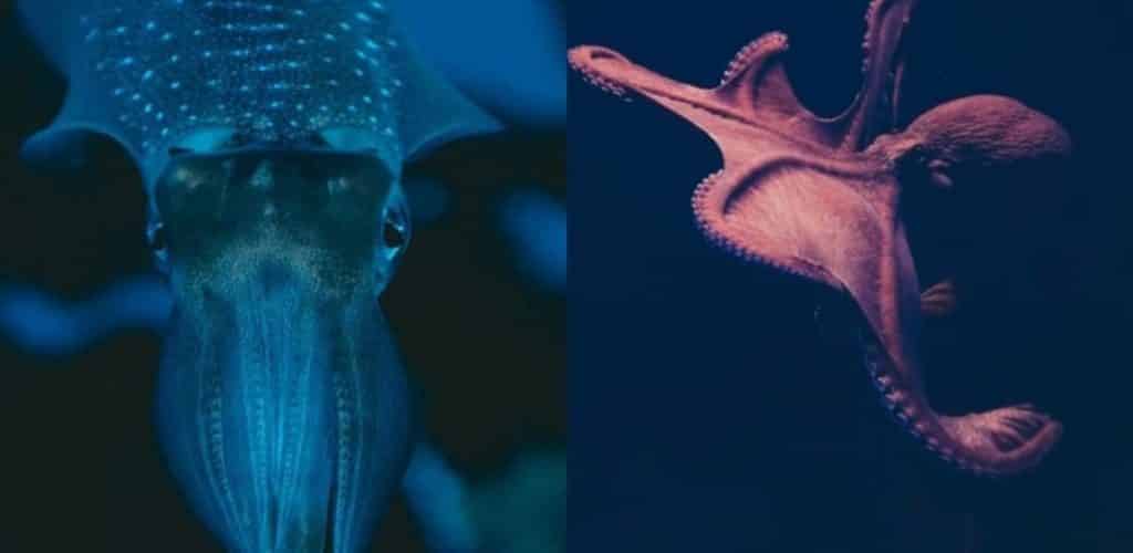 Giant Squid vs. Giant Octopus : Main Difference - Ocean Info