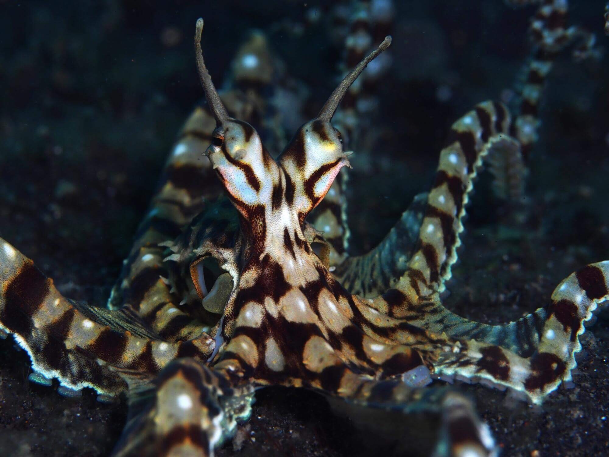 Mimic Octopus - The Ocean's Best Impersonator - Ocean Info