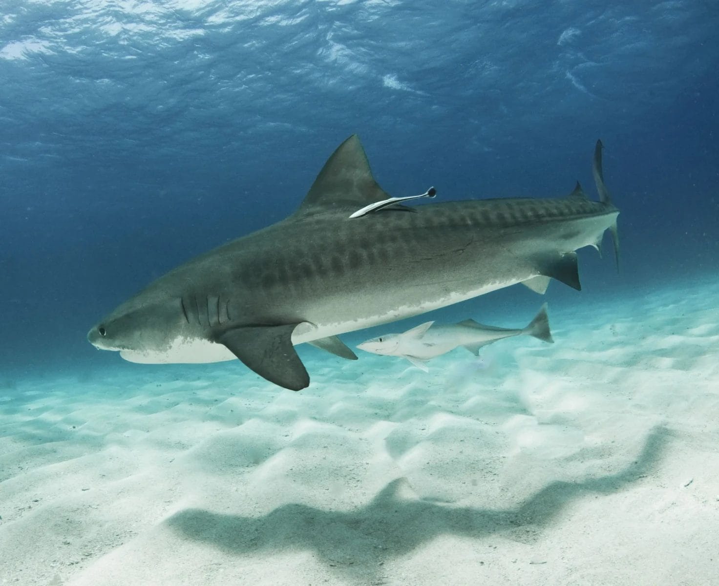 Tiger Shark: The Ocean Scavengers - Ocean Info