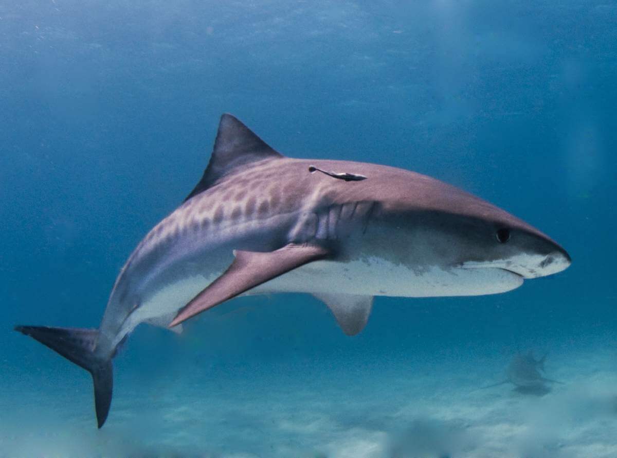 Tiger Shark: The Ocean Scavengers - Ocean Info