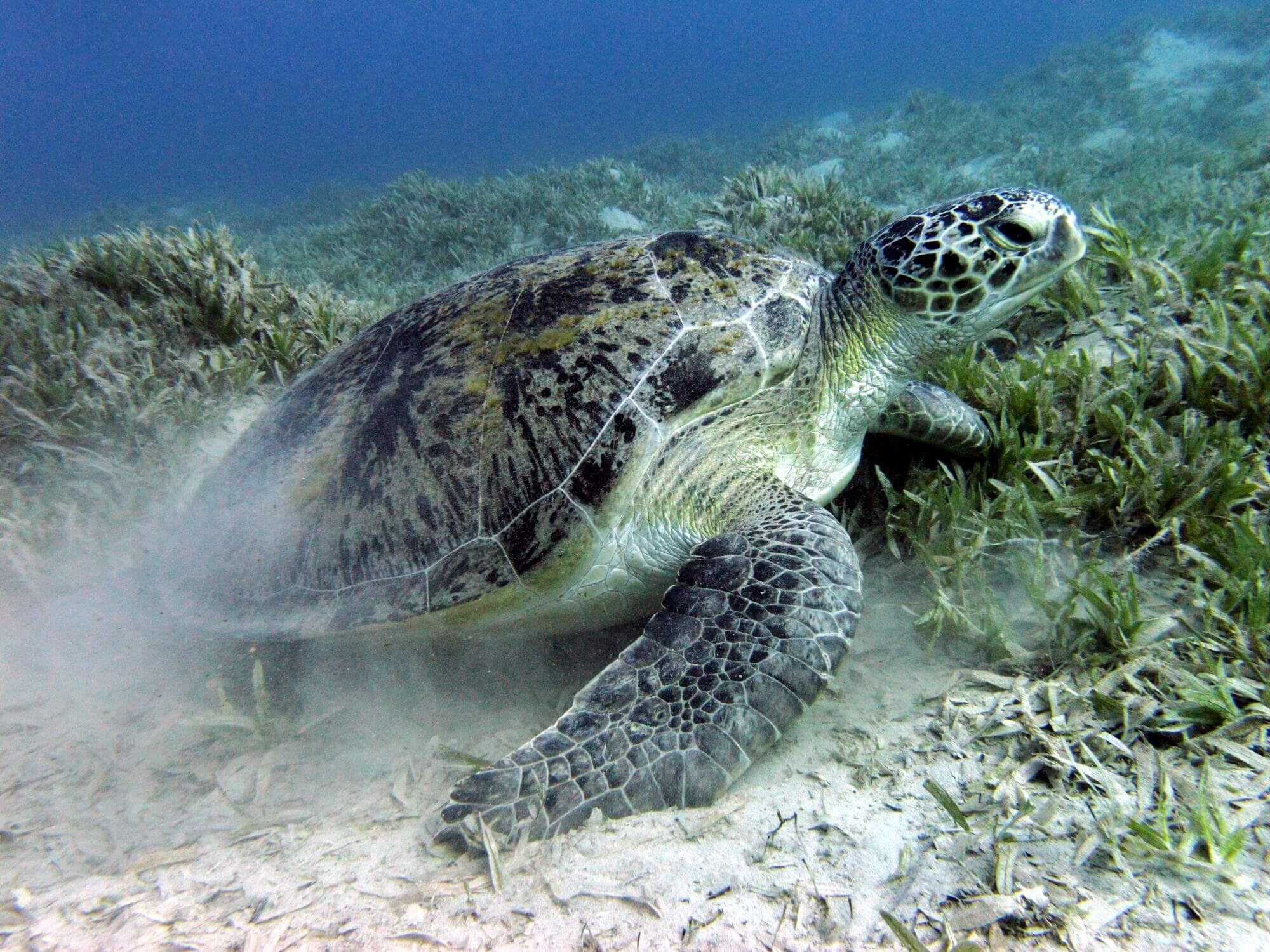 Green Turtle : The Green-Tinted Sea Turtle - Ocean Info