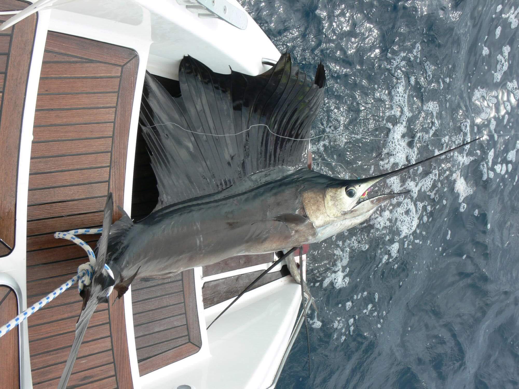 Sailfish - The Fastest Fish in the Ocean - Ocean Info