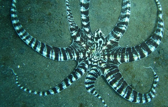 Mimic Octopus - The Ocean's Best Impersonator - Ocean Info