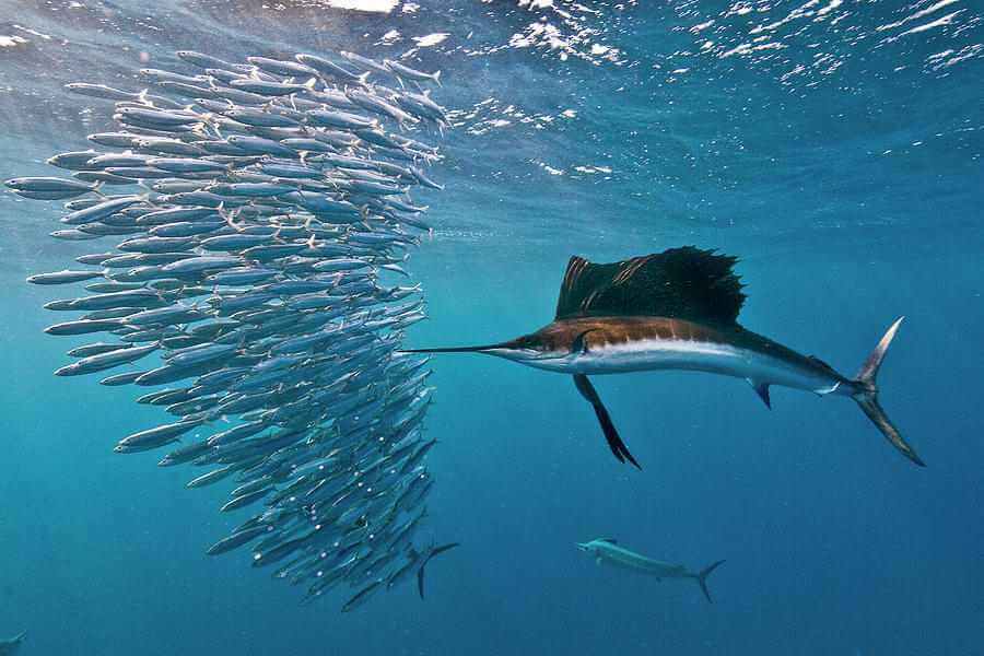 Sailfish - The Fastest Fish in the Ocean - Ocean Info