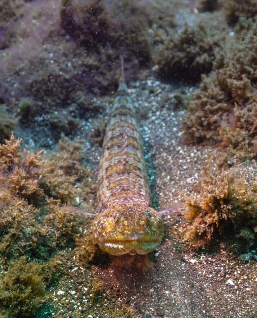 Learn about the Lizardfish (Synodontidae) - Ocean Info