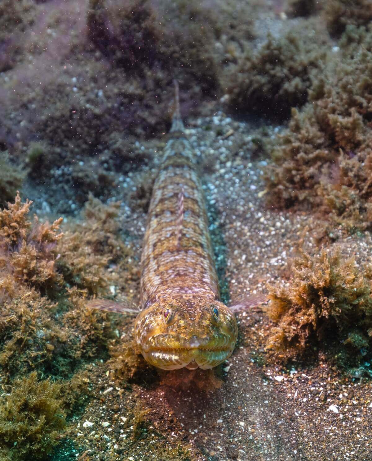 Learn about the Lizardfish (Synodontidae) - Ocean Info