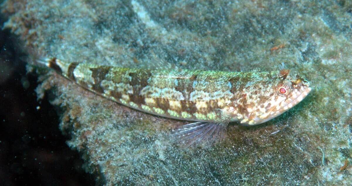 Learn about the Lizardfish (Synodontidae) - Ocean Info