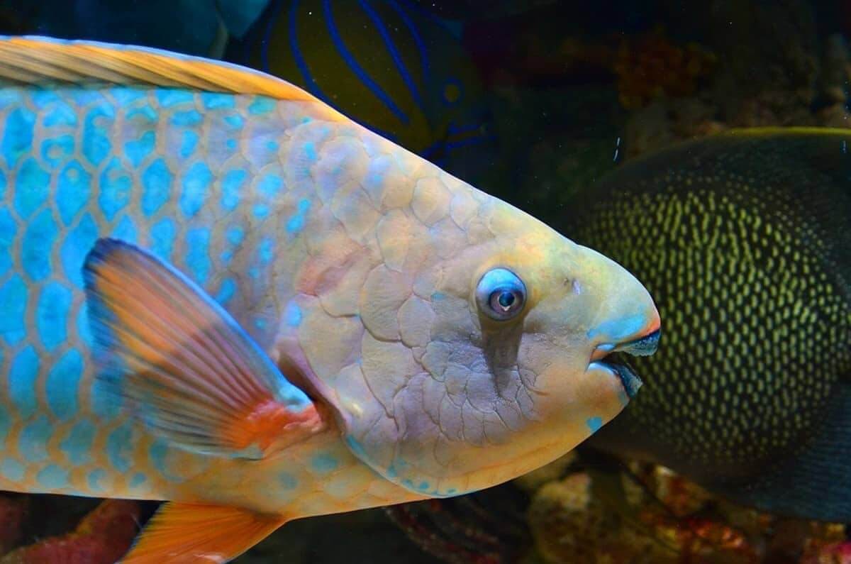 Parrotfish: The Colorful Algae-Eating Fish - Ocean Info
