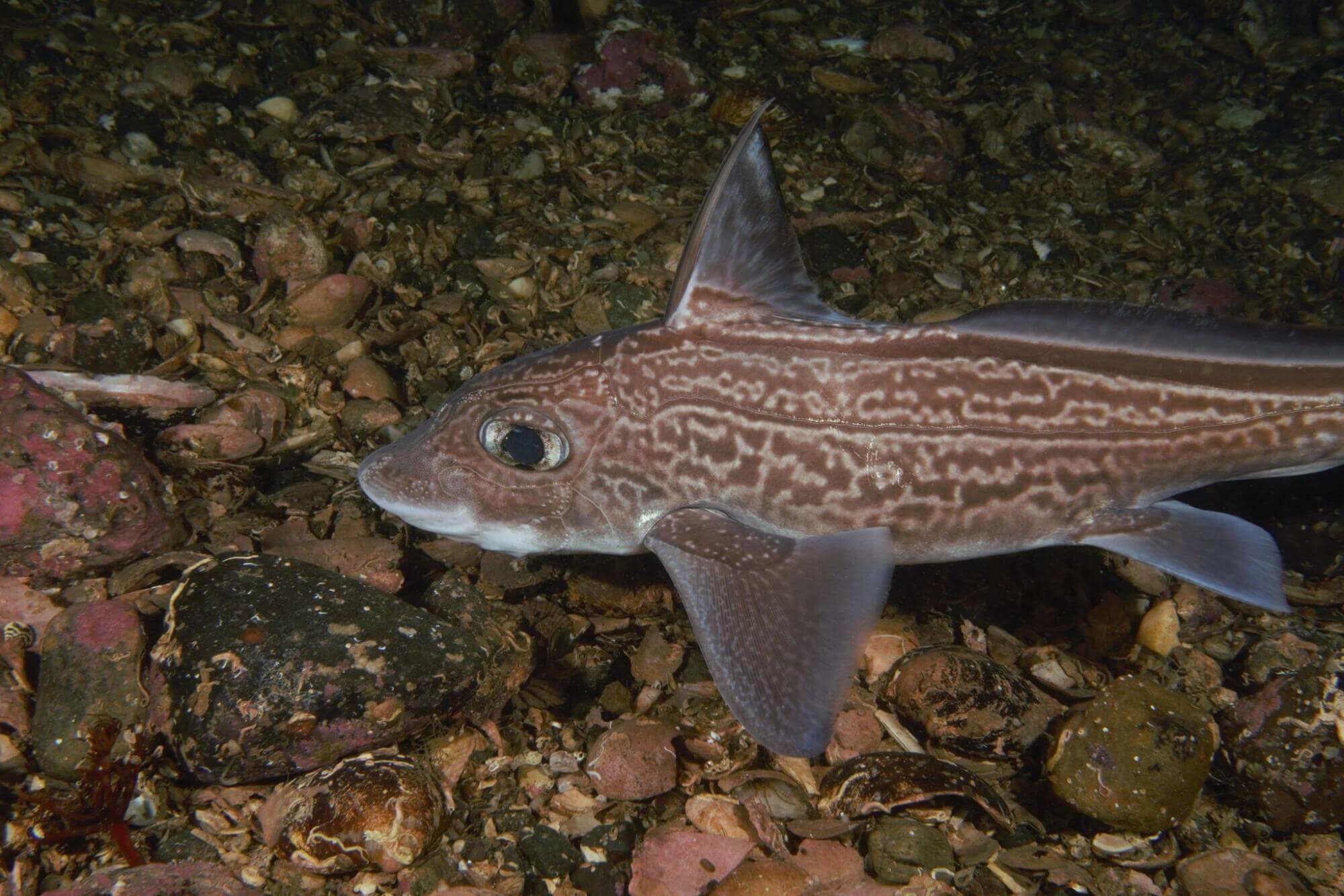 Ghost Shark (Callorhinchus milii) - Ocean Info
