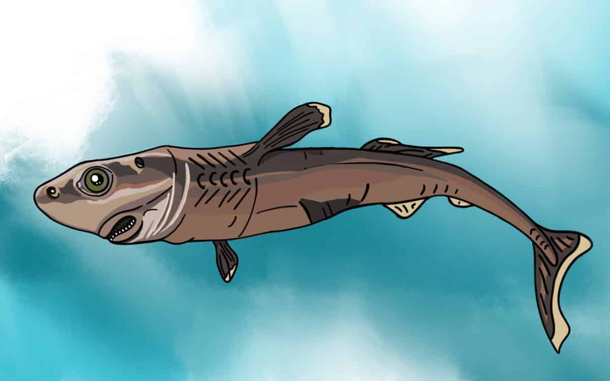 Cookie Cutter Shark - The Strange Shark - Ocean Info
