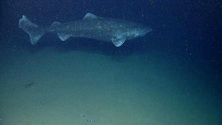 Top 10 Weird and Unusual Sharks - Ocean Info