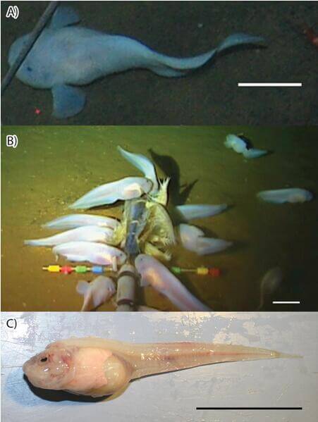 10 Strange Animals in the Mariana Trench - Ocean Info