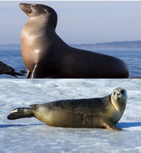 Sea Lion vs Seal: Main Differences - Ocean Info