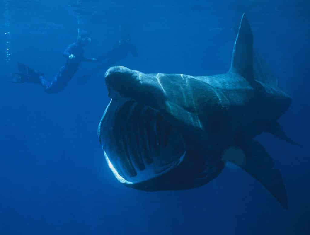 Blue Shark (Prionace Glauca) - Ocean Info
