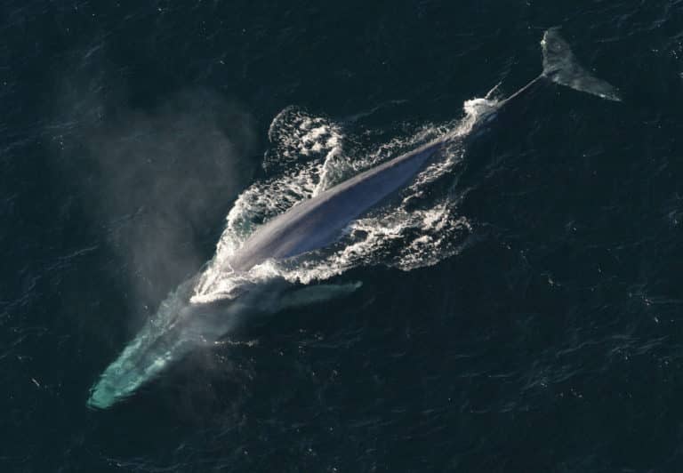 Blue Whale Size Comparison (Infographic) - Ocean Info